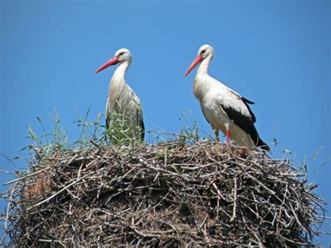 White Stork Biogaps S Afr Pentad 33002455 Species List · Inaturalist