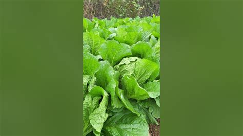 배추 묶어주면 안되요 김장배추 배추묶기 배추생육 Youtube