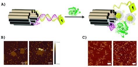 A Schematic Representation Of The Aptamer Gated DNA Nanorobot 151 Download Scientific