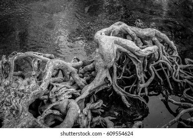 Pattern Tree Root Black White Tone Stock Photo 609554624 Shutterstock