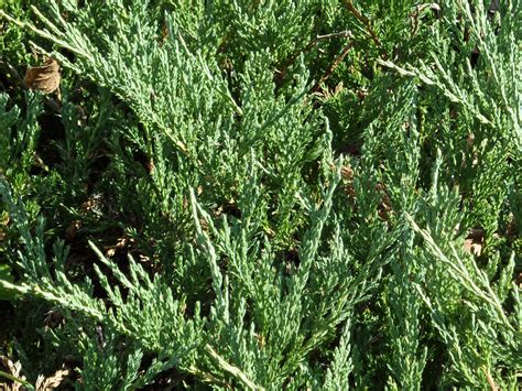 Juniperus Horizontalis Trailing Juniper Photo Gallery