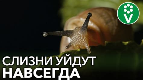 КАК ИЗБАВИТЬСЯ ОТ СЛИЗНЕЙ БЕЗ ХИМИИ Посадите ЭТИ растения в огороде Youtube