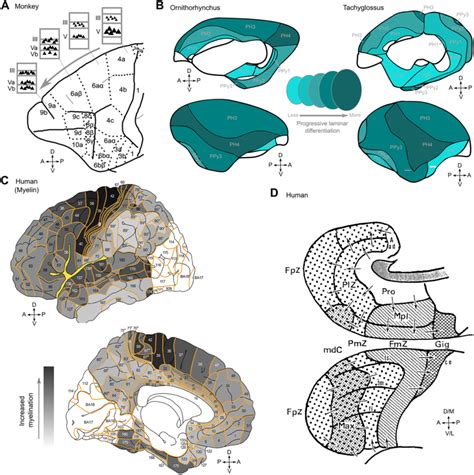 Gradation Principle Of The Cerebral Cortex Of Human And Nonhuman Download Scientific Diagram