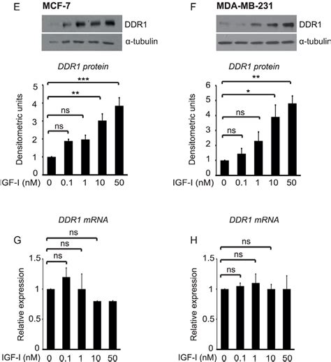 Igf I Induces Ddr1 Upregulation In Breast Cancer Cells A D Time Download Scientific Diagram