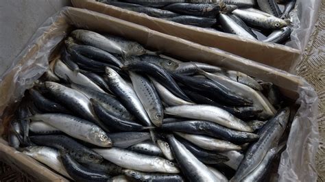 Sustainable Bait Fish Sources Tuna Australia