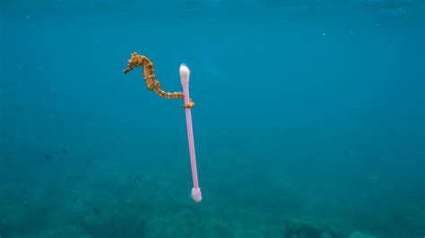 პლასტმასა