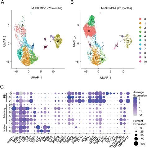 Single Cell Rnaseq Characterization Of Musk Mg Patient B Cells At The Download Scientific