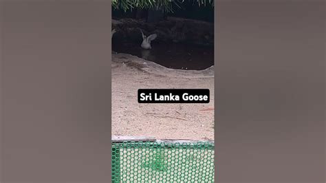 Sri Lankan Goose ශ්‍රි ලංකා පාත්තයා Shanshanee Vibes Youtube