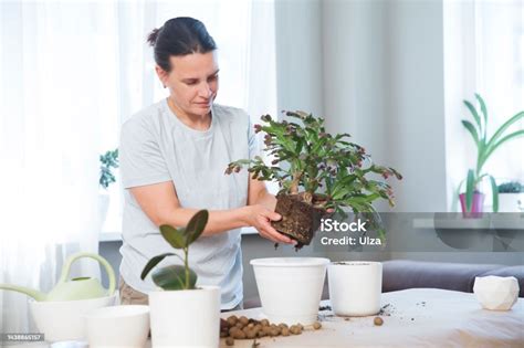 좋아하는 취미로 자유 시간을 보내십시오 삶의 개념입니다 화초재배 집에서 정원을 가꾸는 중년 여성의 초상화 취미 여가 활동 개념입니다 집에서 집 꽃의 여자 식물 이식 40