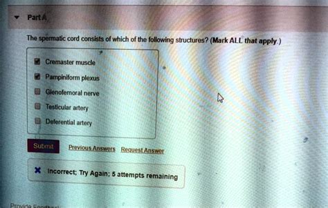 Solved The Spermatic Cord Consists Of Which Of The Following