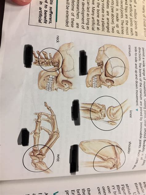 5 Joints Diagram Quizlet
