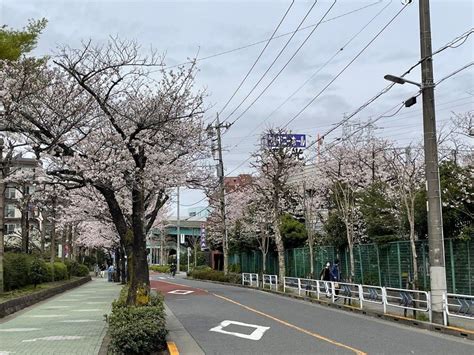 江戸川区の桜だより船堀 2023年3月27日 フナボリゴルフとまねきの湯がある通り 太田あつしオオタアツシ 選挙ドットコム
