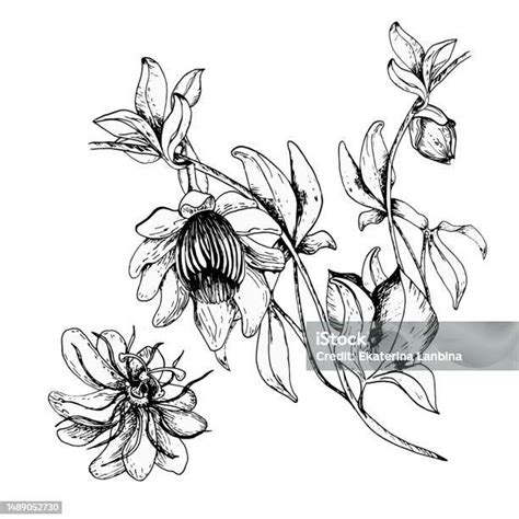 열정 꽃 식물 그림은 흰색으로 분리되어 있습니다 푸른 열대 식물 줄기 잎사귀 벡터가 손으로 그려졌다 포장 메뉴 마켓 허브티 아이스크림 스티커 식기 등의 디자인 요소 시계꽃