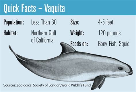 “in Danger” Designation For Vaquita Habitat Could Be Delayed The Log
