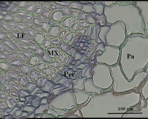 The Secondary Structure Of Suaeda Maritima Root Endodermis E Download Scientific Diagram