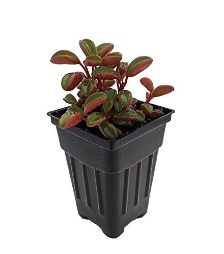 Ruby Glow Peperomia 2 5 Pot House Plants Expert