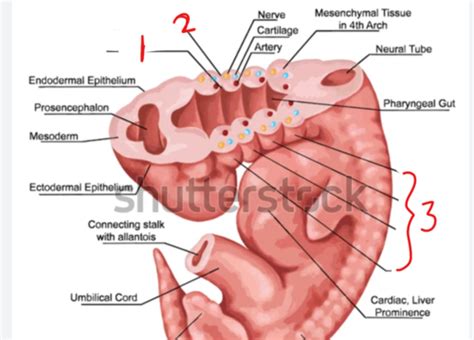 Lecture 31 Pharyngeal Arch Embryology Flashcards Quizlet