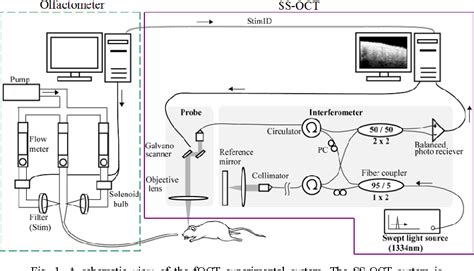 Figure 1 From Functional Optical Coherence Tomography Of Rat Olfactory Bulb With Periodic Odor