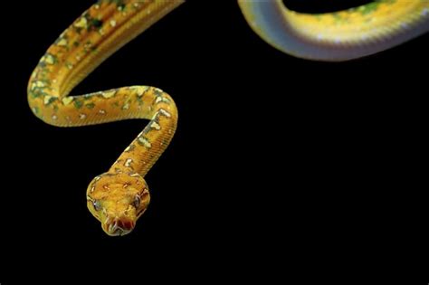 Free Photo Green Tree Python Juvenile Closeup On Branch With Black Background Green Tree