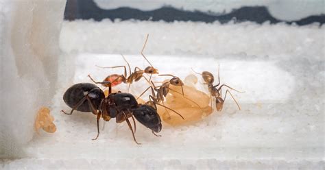 Ant Colony Structure Members And Roles SciFAQs