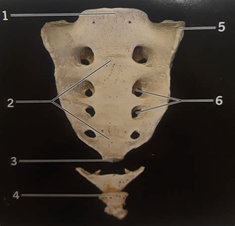 Sacrum And Coccyx Anterior Diagram Quizlet