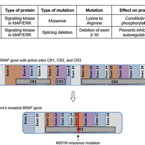 Tumor Genetics The Effects Of Each Mutation Determined By The Solid Download Scientific