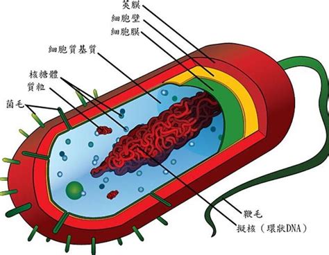 细菌结构图册 360百科