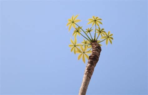 Page 3 Champaca Tree Images Free Download On Freepik