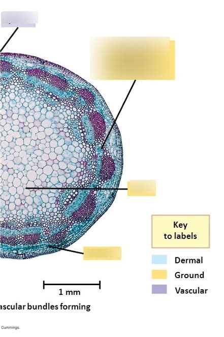 Ground Tissue Ch 35 Diagram Quizlet