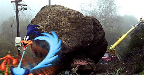 A Coyote Was Found Dead This Morning Crushed By A Giant Boulder