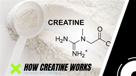 How Does Creatine Work The What Why And How Of Creatine