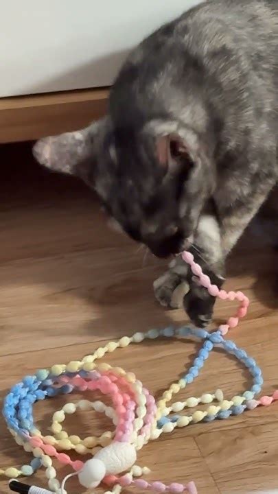 먹고 놀기만하는 아깽이 Youtube