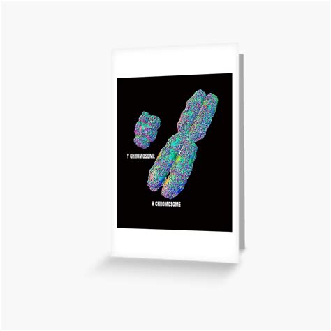 Xy Chromosome Sex Determination System Y Chromosome Png Greeting Card