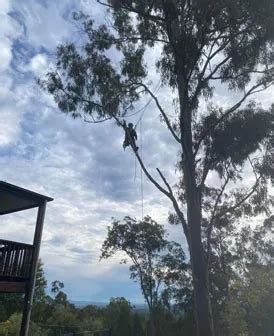 Tree Removal Brisbane Southside Cameron S Tree Services
