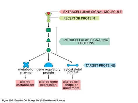 Cell Signaling Flashcards Quizlet