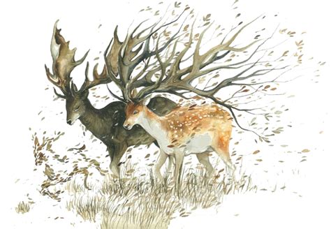 عکس های Png و زیبا هنری گوزن Deer دوربری شده و بدون زمینه