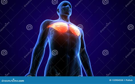 3d Illustration Of Pectoralis Major Part Of Muscle Anatomy Stock