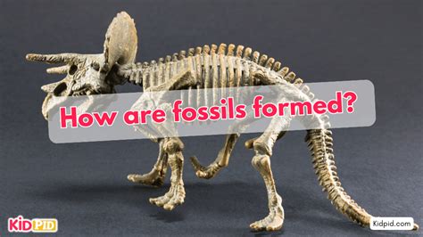 How Are Fossils Formed Kidpid