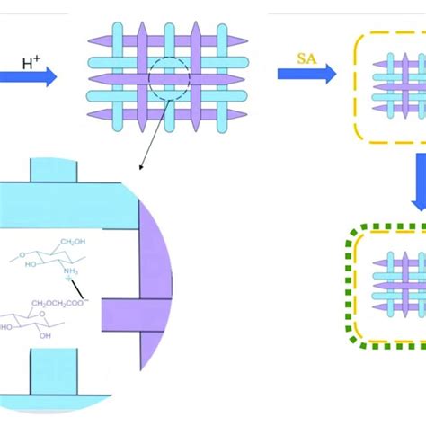 Formation Diagram Of The Reticulated Shell Structure Of Hydrogel Beads Download Scientific