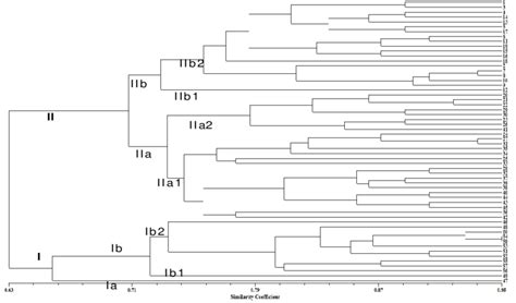 Upgma Dendrogram Of Velvet Bean Germplasm Based On Issr Primers