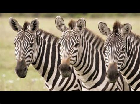 Zebra Sounds Barks And Noises Zebra Sound Effect Zebra Sound Noise