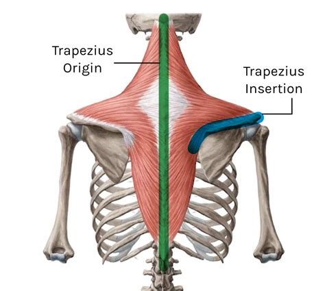 Scapular Muscles Origin And Insertion