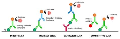 Elisa Principle And Procedure Presentation
