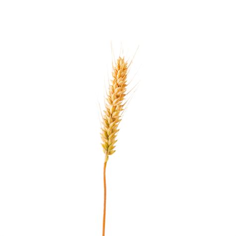 Espigas De Trigo Png Espiga De Trigo Trigo Comida Ima
