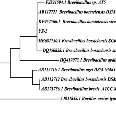 Phylogenetic Relationship Based On The 16s Rdna Gene Sequences Between Download Scientific