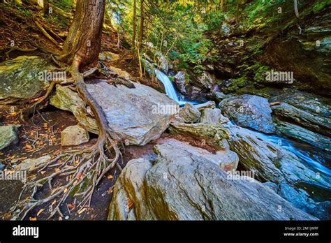 Exposed Roots Of Tree Over Boulders By Cliffs With Waterfall Into River Of Lush Mossy Forest