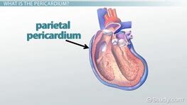 Parietal Pericardium