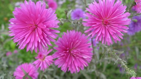 Aster Flowers 紫菀花 壁纸专辑12 1920x1080 壁纸下载 Aster Flowers 紫菀花 壁纸专辑 植物