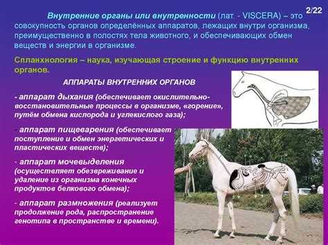 Анатомия. Введение в спланхнологию - презентация онлайн