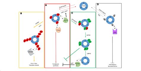 Schematic Model Of Ubiquitin And Ubiquitin Like Modifications In The Download Scientific
